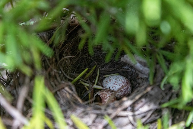 Bird'S Nest Eggs Bird - Free photo on Pixabay