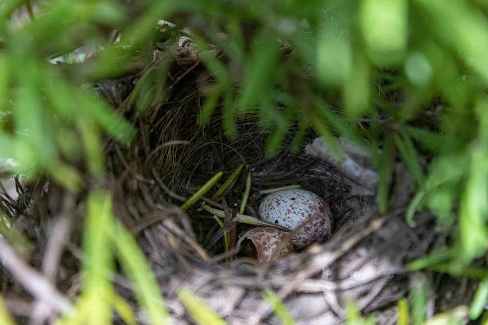 Bird'S Nest Eggs Bird - Free photo on Pixabay