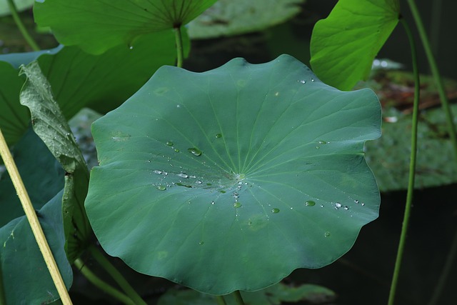 Daun Teratai Dedaunan - Foto gratis di Pixabay - Pixabay