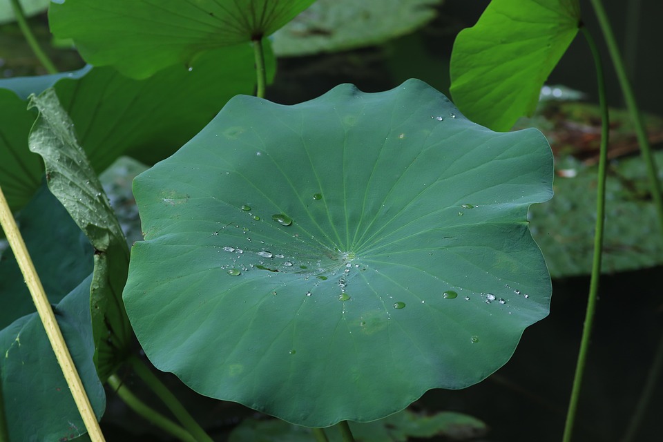 Lotus Leaves Foliage - Free photo on Pixabay - Pixabay