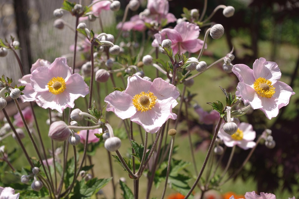 Japanese Anemone Flowers Pink - Free photo on Pixabay