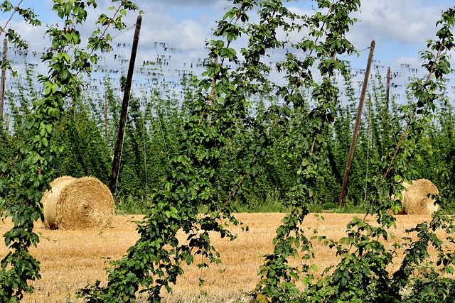 Hop Field Alsace - Free photo on Pixabay - Pixabay