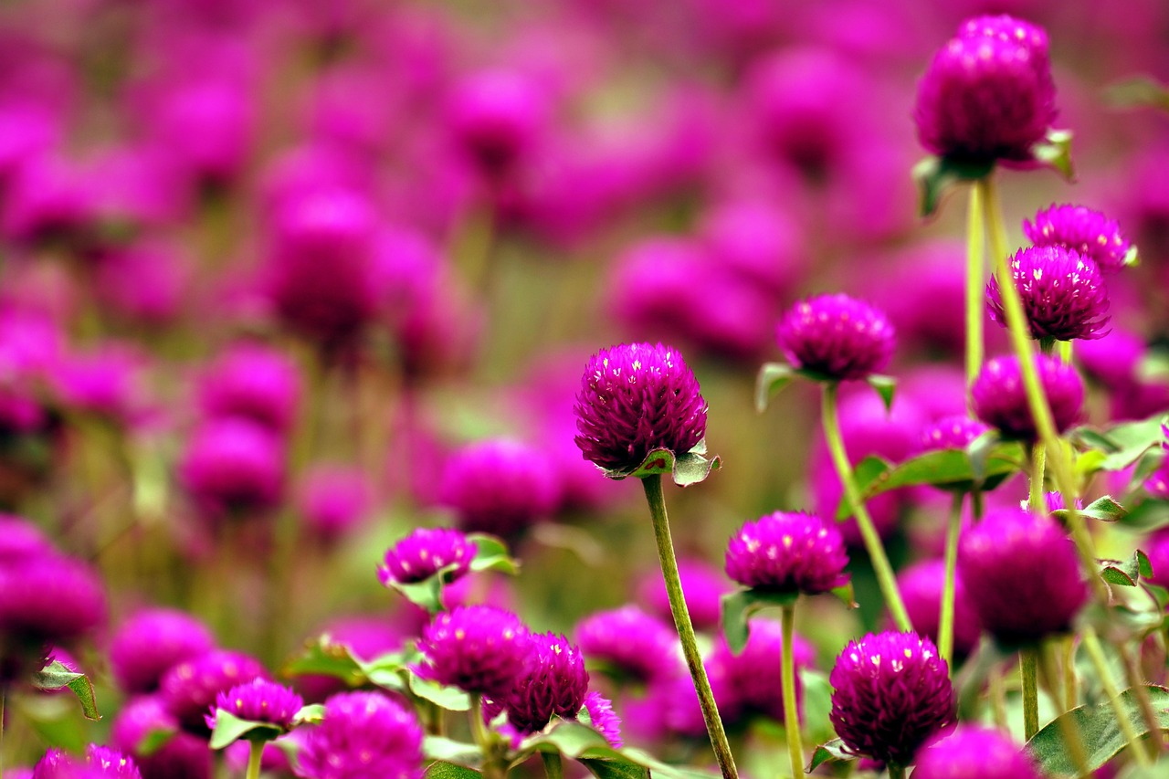 Más de 90 imágenes gratis de Amaranto y Naturaleza - Pixabay