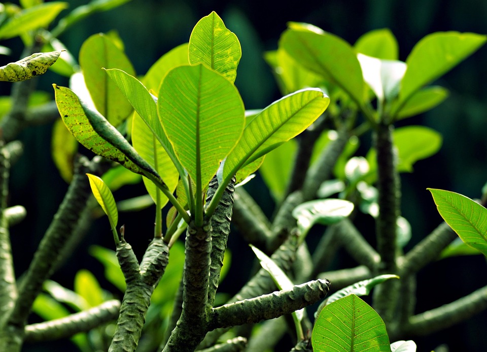 Folhas Planta Natureza - Foto gratuita no Pixabay