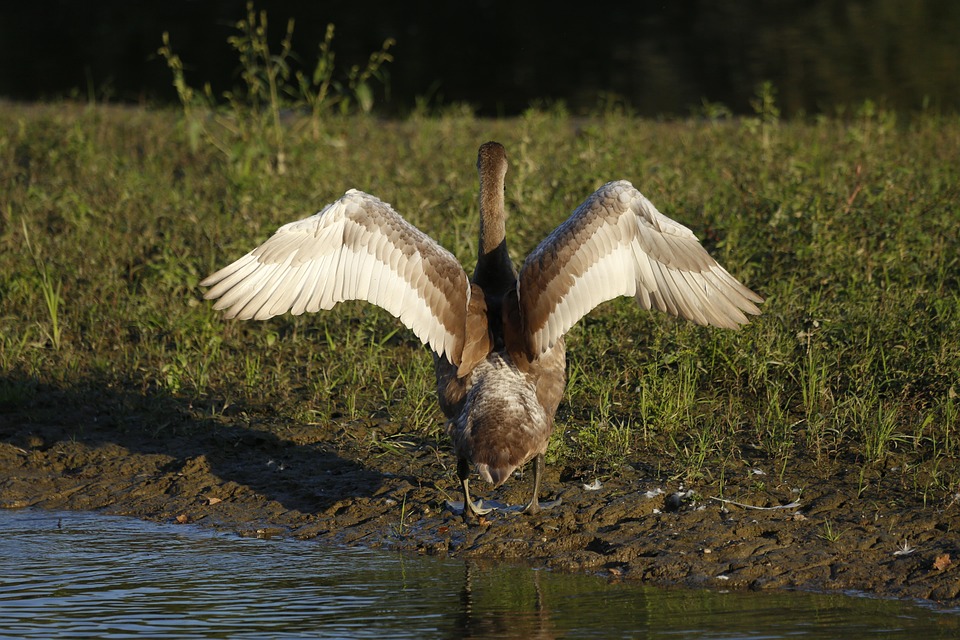 Fågel Svan Ornitologi - Gratis foto på Pixabay