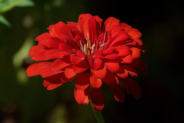 Fleur Zinnia Rouge - Photo gratuite sur Pixabay - Pixabay