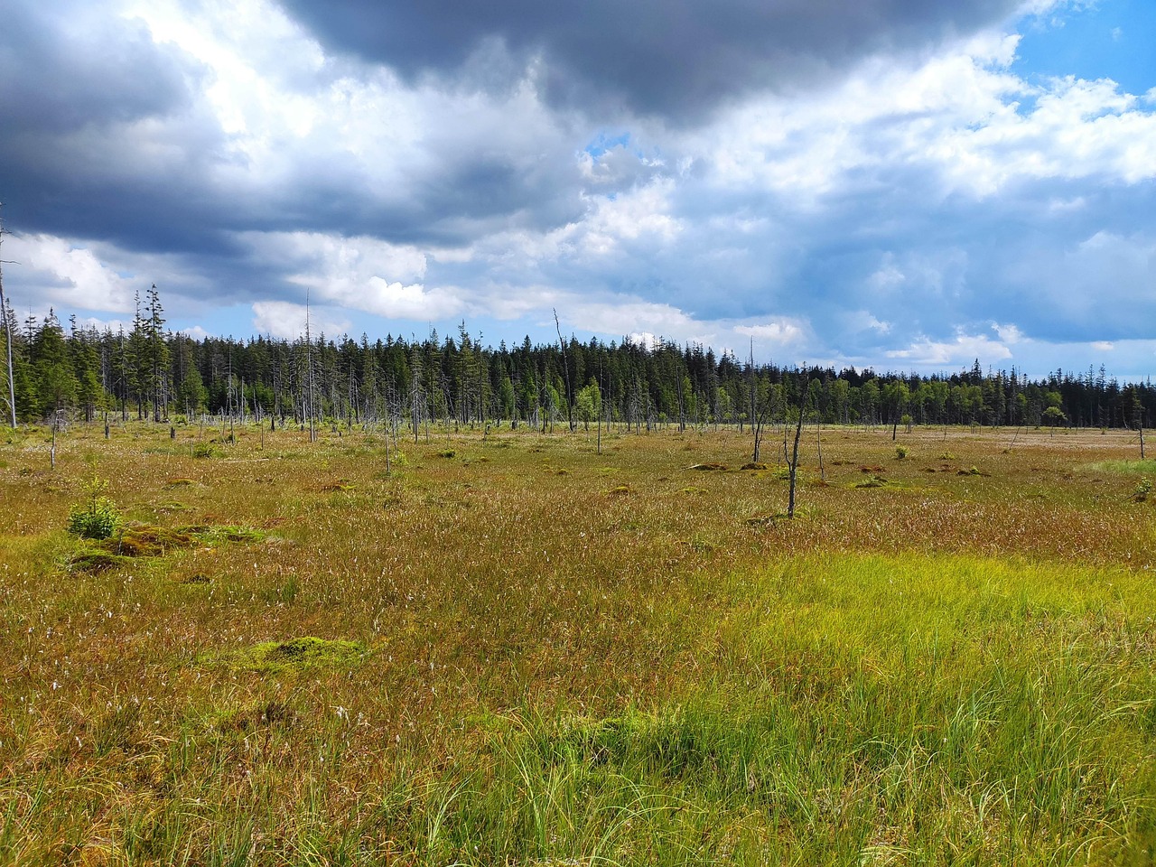 Lande Terre En Friche Forêt Des - Photo gratuite sur Pixabay - Pixabay