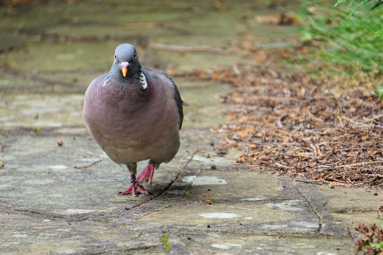 Wood Pigeon Bird - Free photo on Pixabay - Pixabay