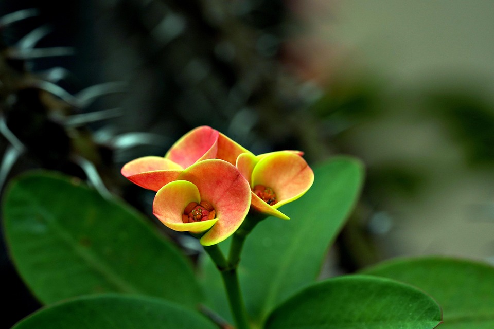 Crown Of Thorns Christ Plant - Free photo on Pixabay