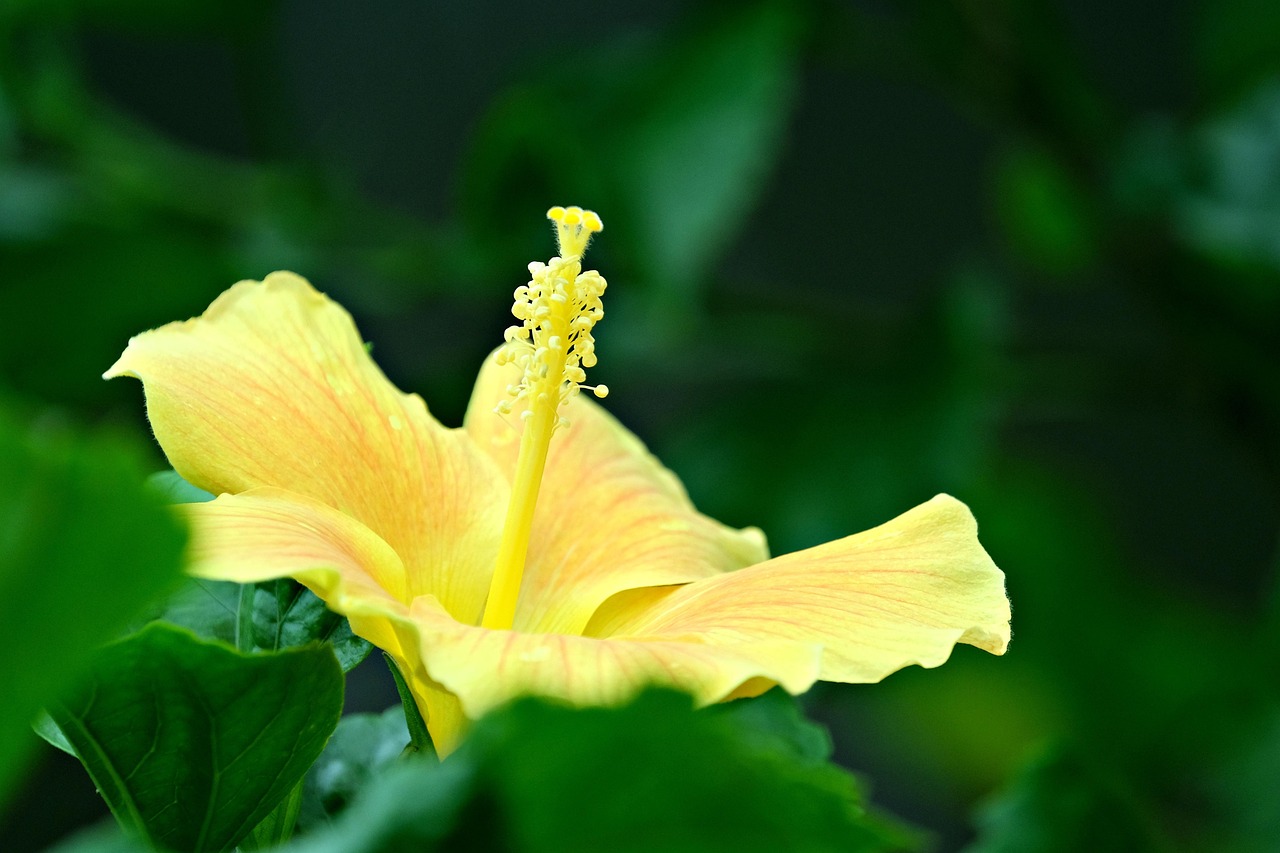 4,000+ Free Hibiscus & Nature Images - Pixabay