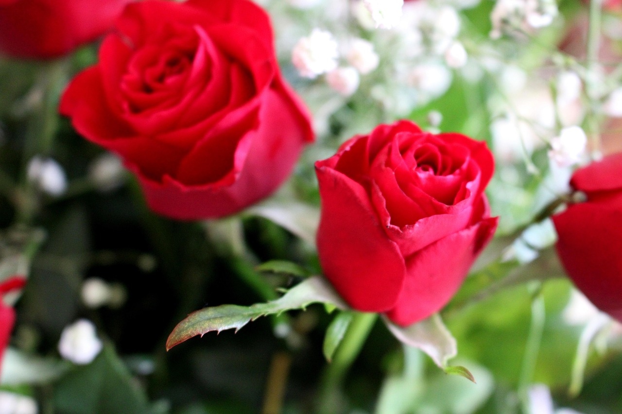 Rose Bouquet Semarang At Dominic Johnson Blog
