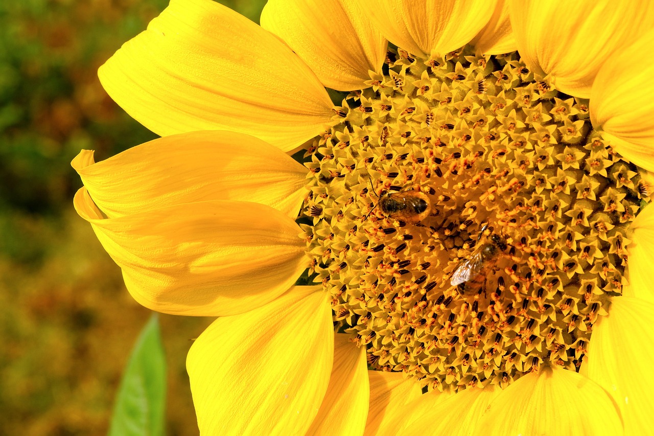 Sunflower Bees Pollination Yellow - Free photo on Pixabay