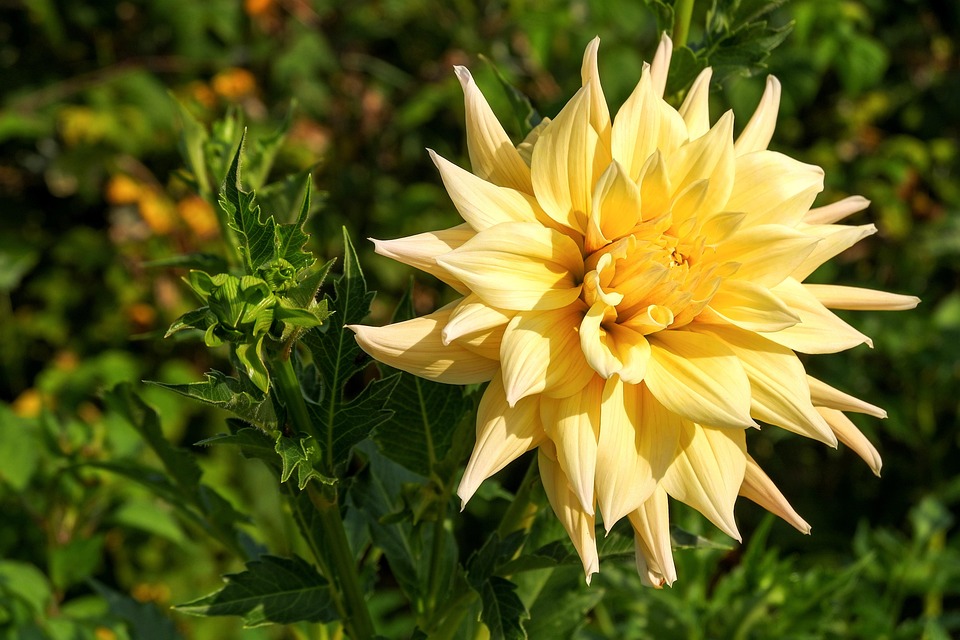 Flower Dahlia Yellow - Free photo on Pixabay