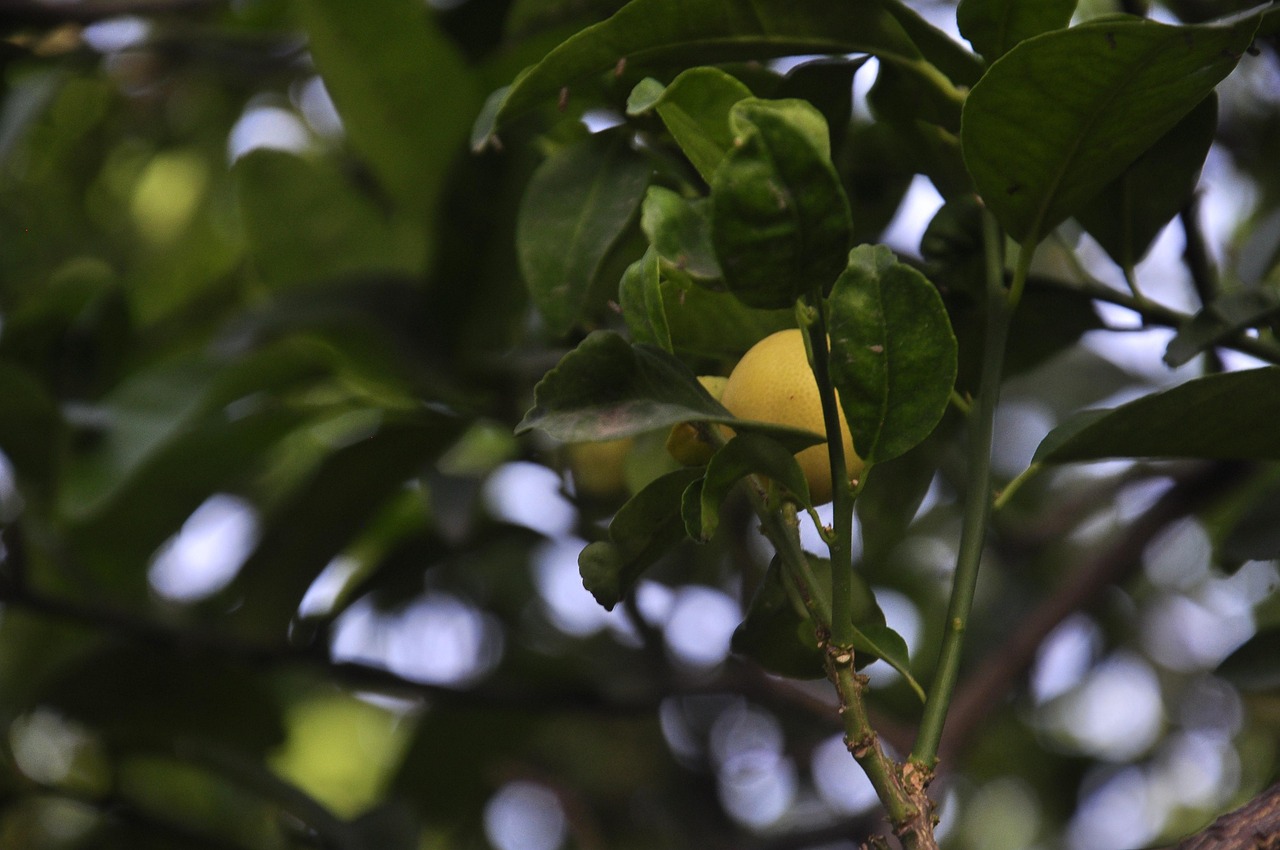 Citron Sur Plante Feuilles - Photo gratuite sur Pixabay - Pixabay