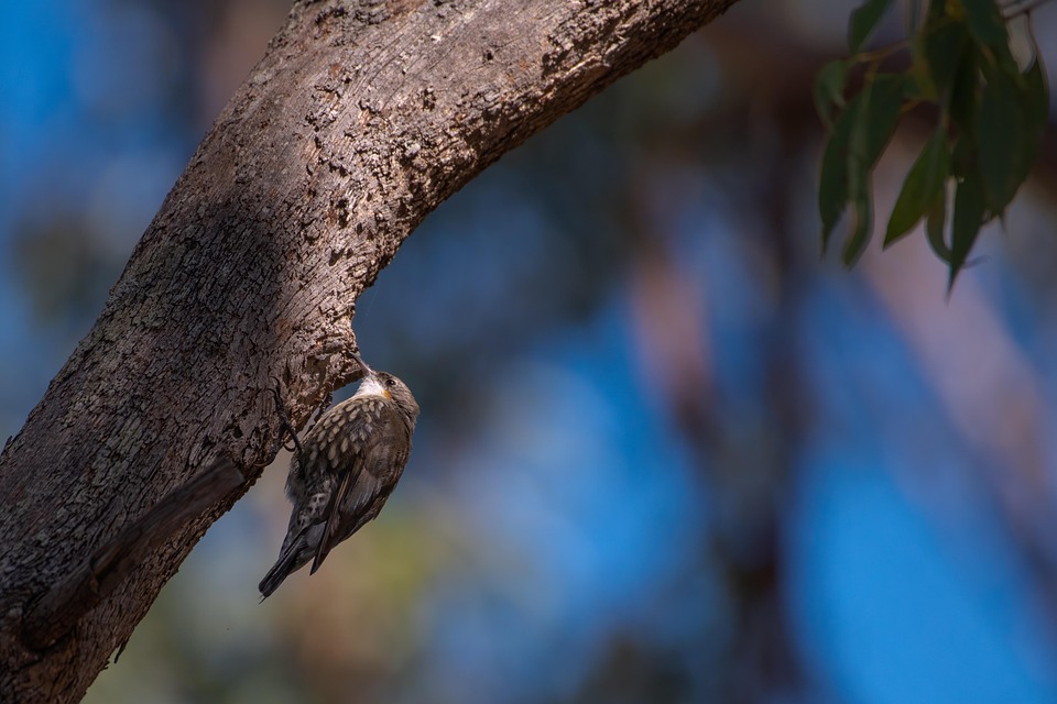 White-Throated Treecreeper Bird - Free photo on Pixabay - Pixabay