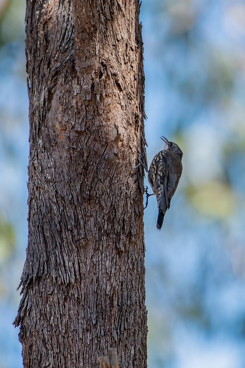 White-Throated Treecreeper Bird - Free photo on Pixabay