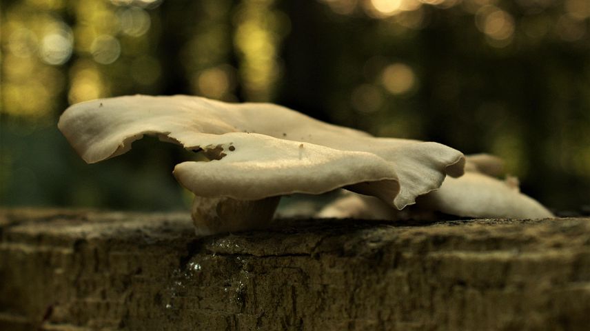 Viac ako 600 bezplatných obrázkov na témy Jedlé Huby a Huby - Pixabay
