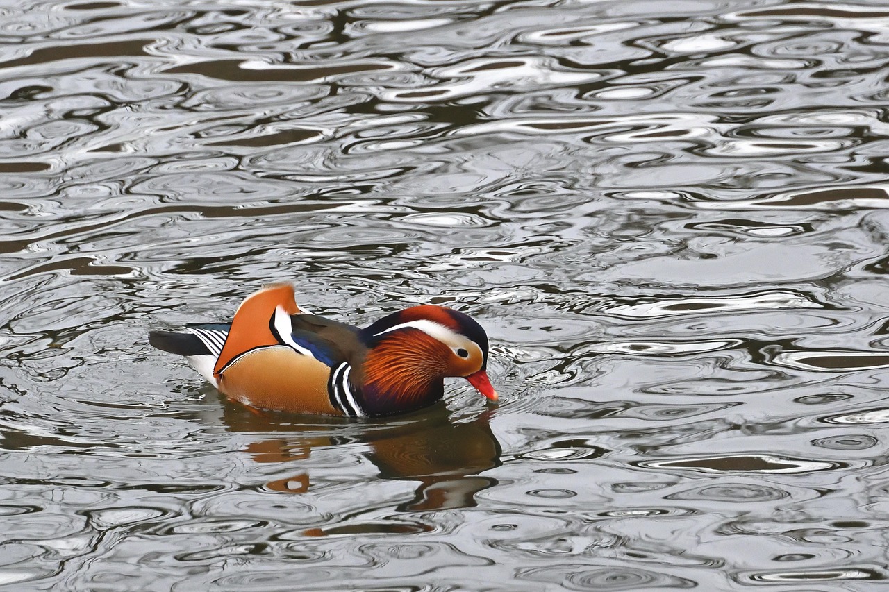 Mandarin Duck Water Bird Lake - Free photo on Pixabay