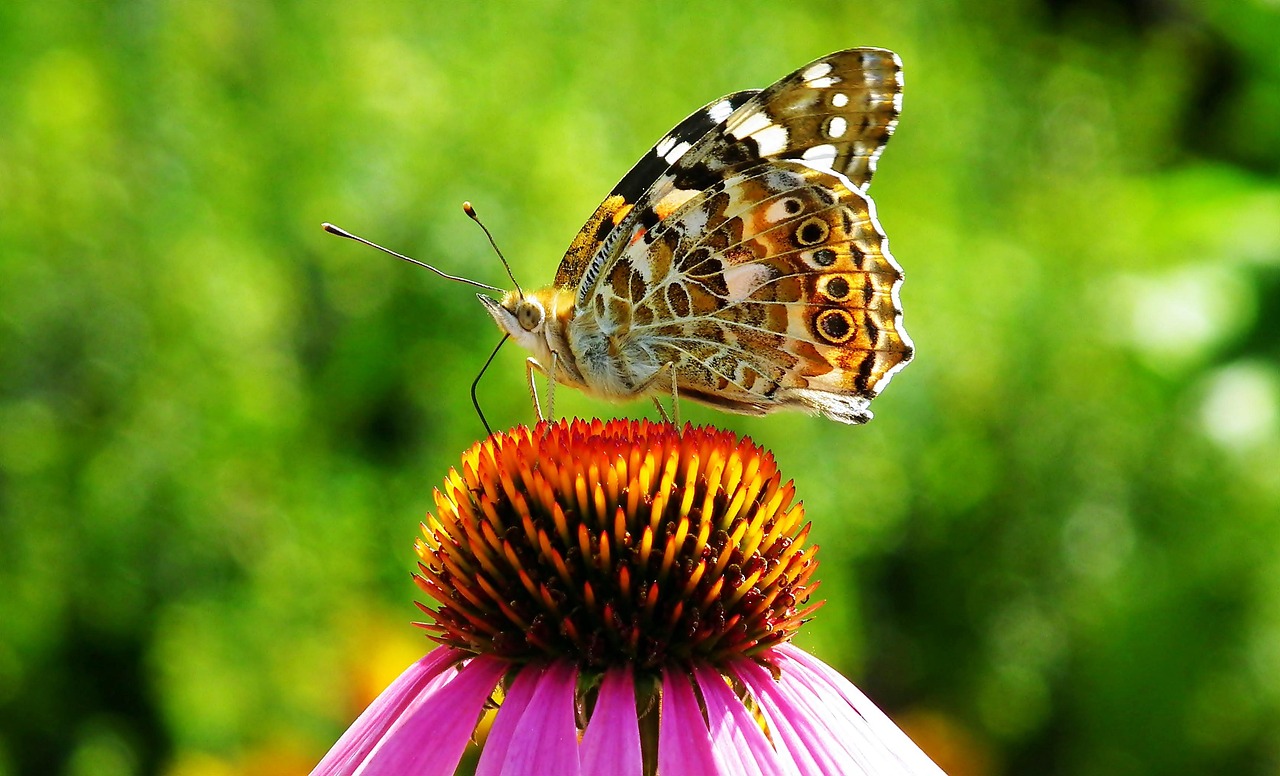 Papillon Dame Peinte Échinacée - Photo gratuite sur Pixabay - Pixabay