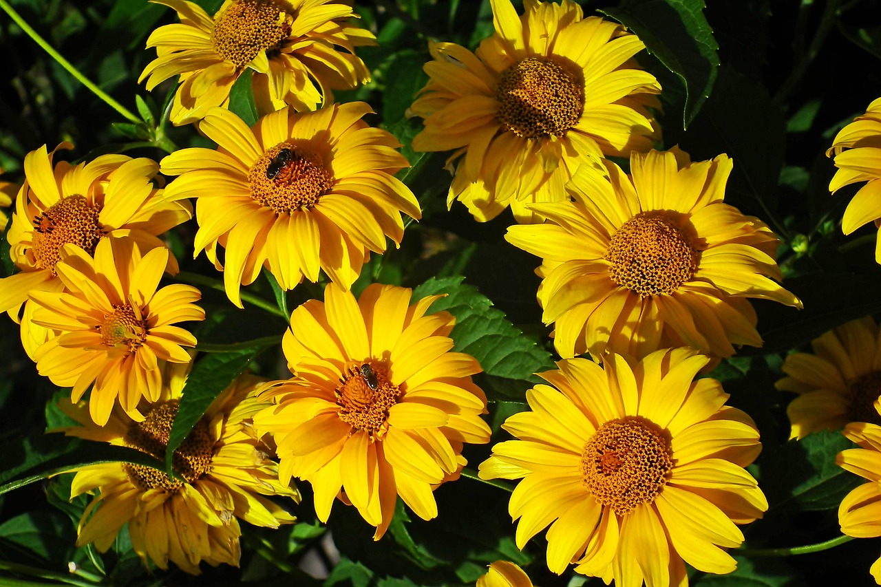 Fleurs Jaunes Jardin - Photo gratuite sur Pixabay - Pixabay