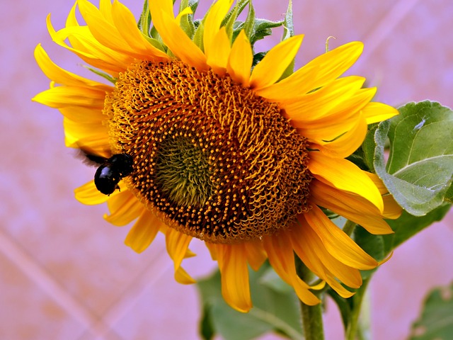 Bunga Matahari Lebah Flora - Foto gratis di Pixabay - Pixabay