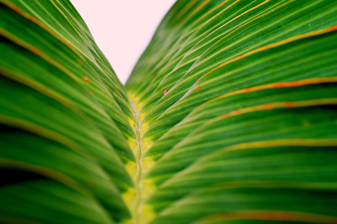 Hojas Peladas Hoja De Palma - Foto gratis en Pixabay - Pixabay