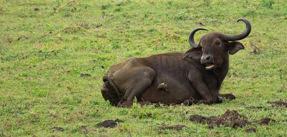 200+ Free Water Buffalo & Buffalo Images - Pixabay