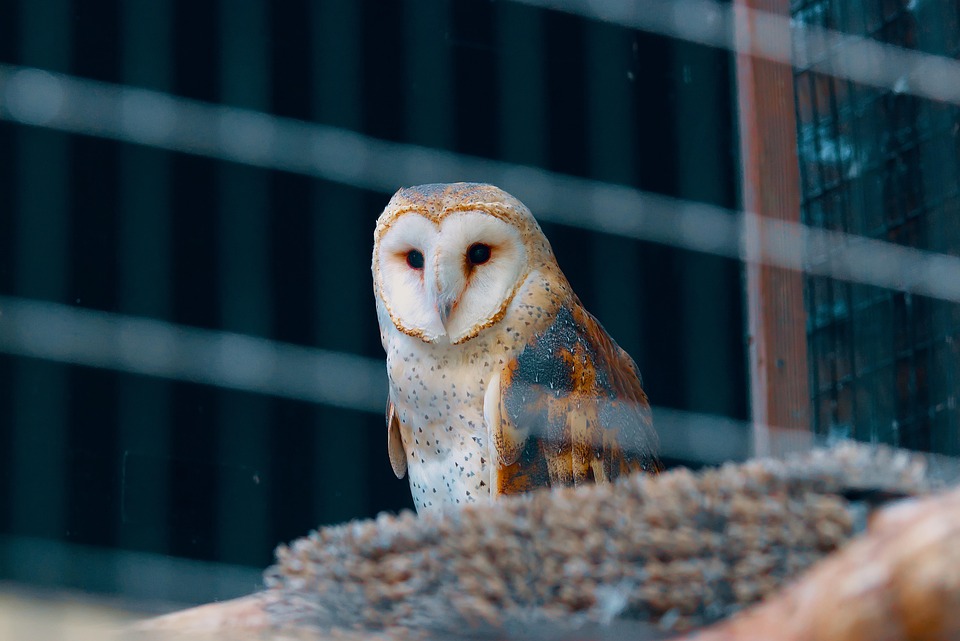 Owl Bird Animal - Free photo on Pixabay