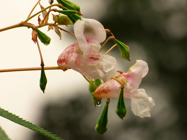 ジャンプ花 つぼみ 秋 - Pixabayの無料写真 - Pixabay