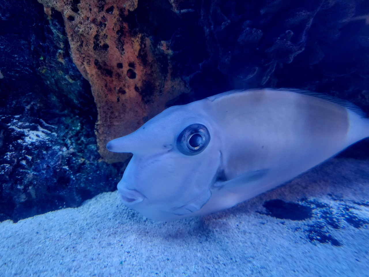Einhorn Fisch Nase Seltsam - Kostenloses Foto auf Pixabay - Pixabay