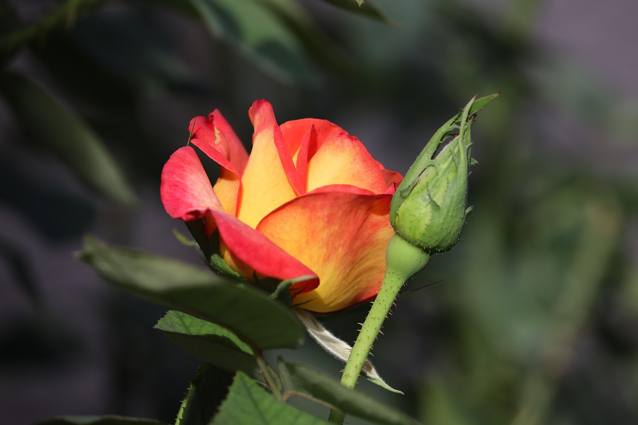 10,000+ Free Alinka Róże & Roses Photos - Pixabay
