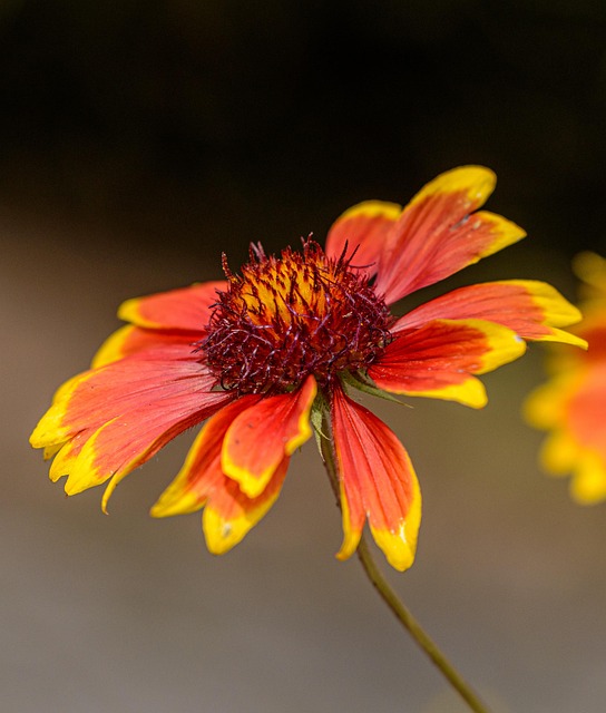 Bunga Kuning Bloom - Foto gratis di Pixabay - Pixabay