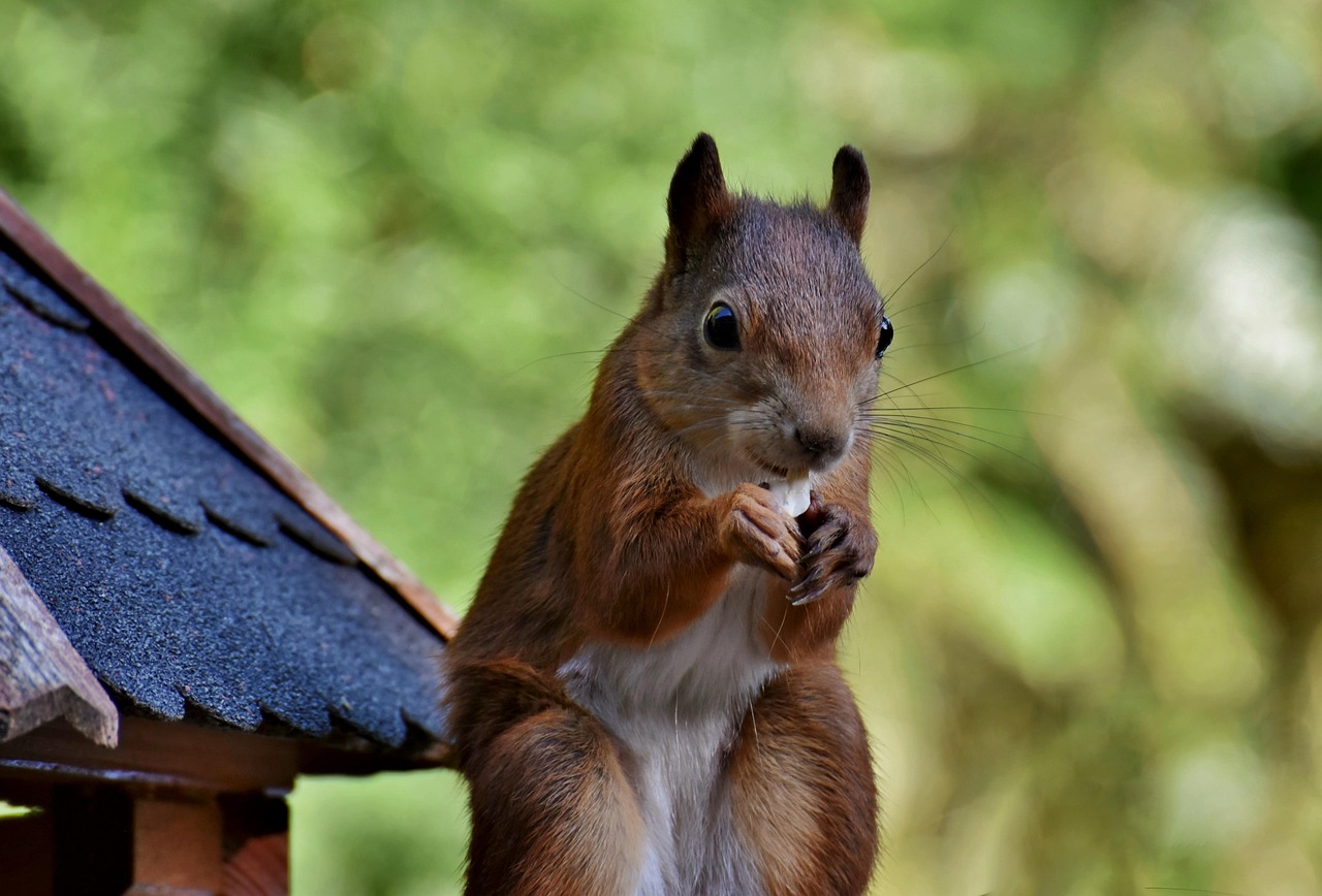 Eichhörnchen Nagetier Tierwelt - Kostenloses Foto auf Pixabay - Pixabay