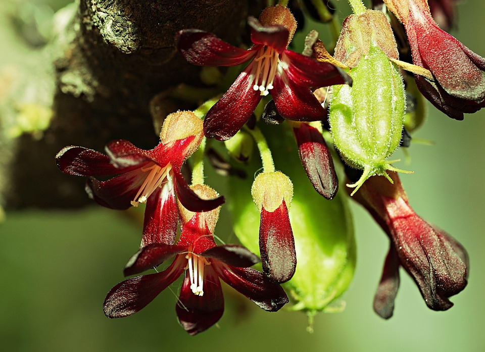 Avverhoa Bilimbi Nature Flora - Free photo on Pixabay