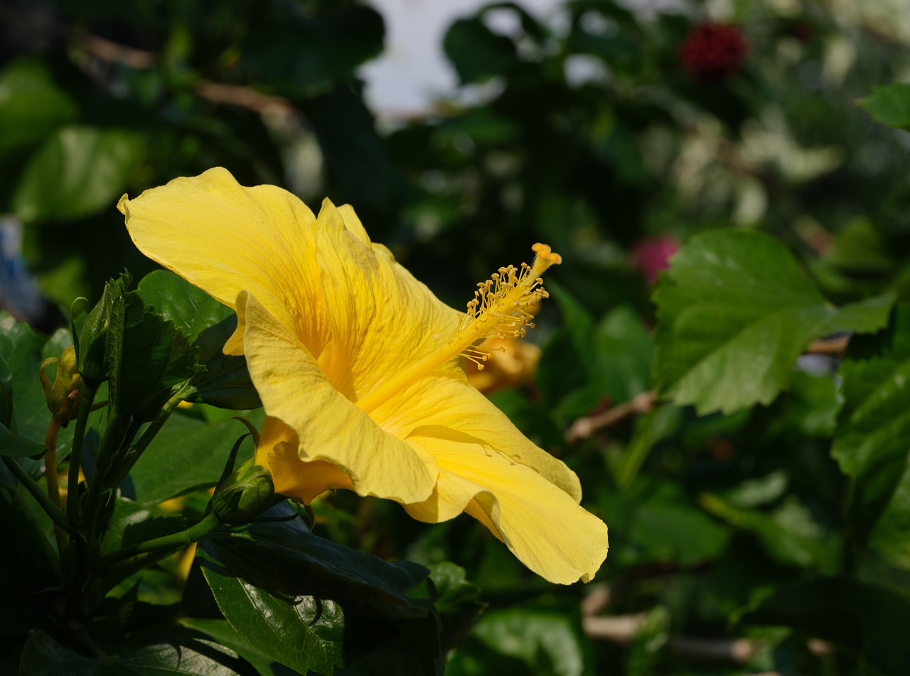Kembang Sepatu Bunga Flora - Foto gratis di Pixabay - Pixabay