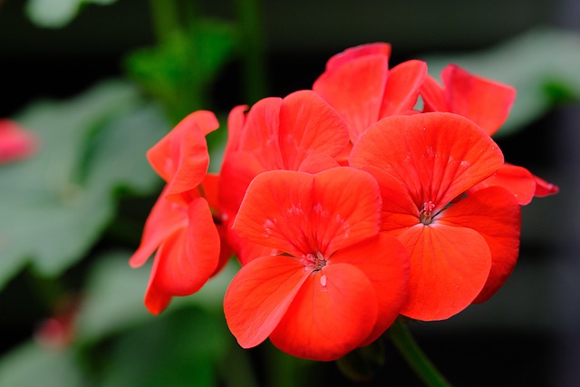 Flower Germanium Flora - Free photo on Pixabay - Pixabay