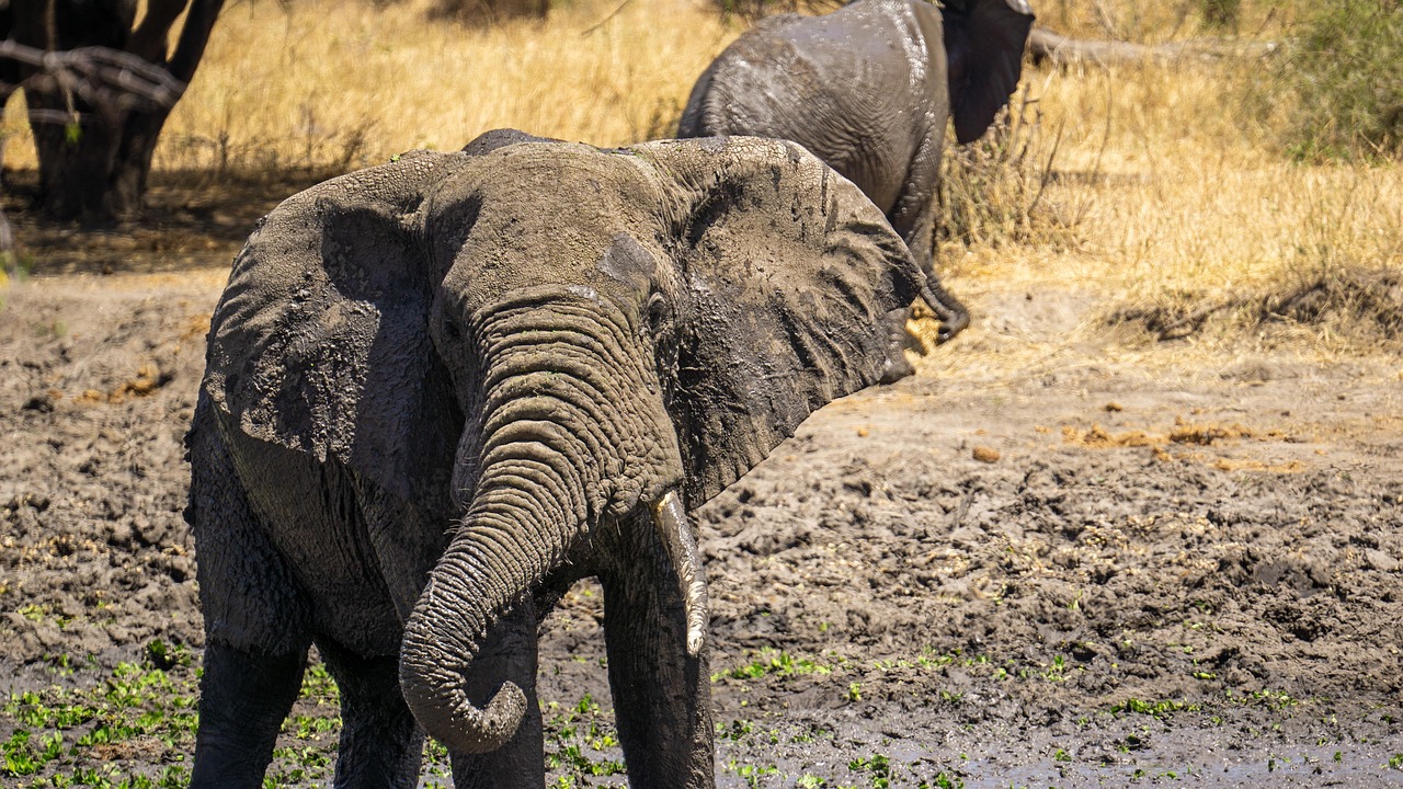 Elephants Tanzania Serengeti - Free photo on Pixabay
