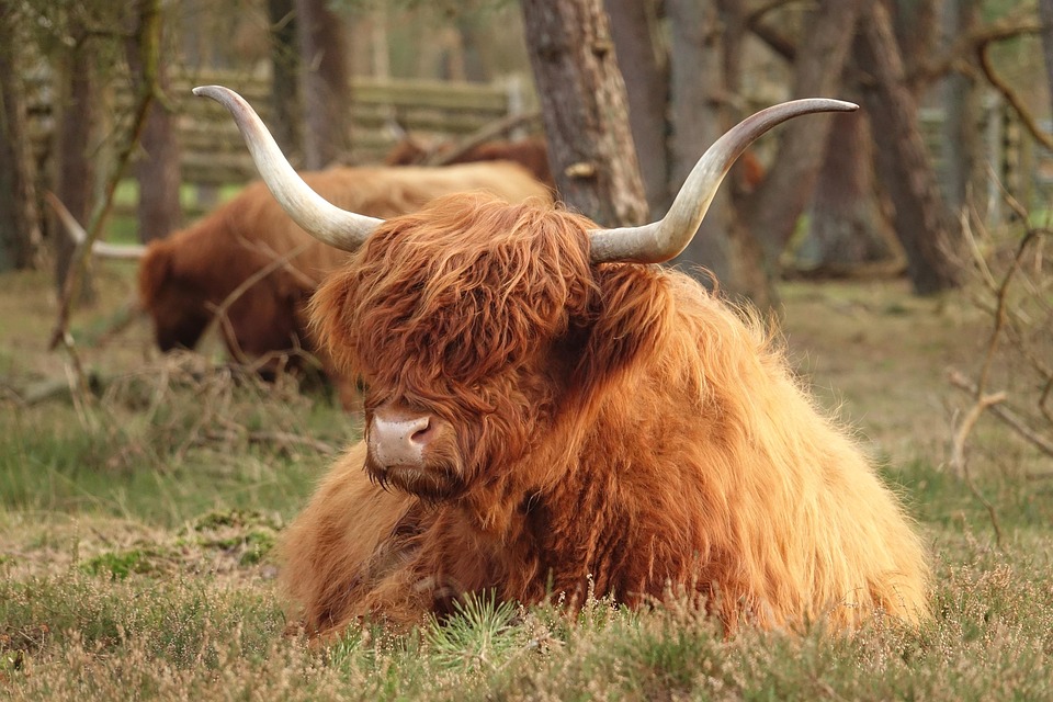 Scottish Highlanders Cows Beef - Free photo on Pixabay