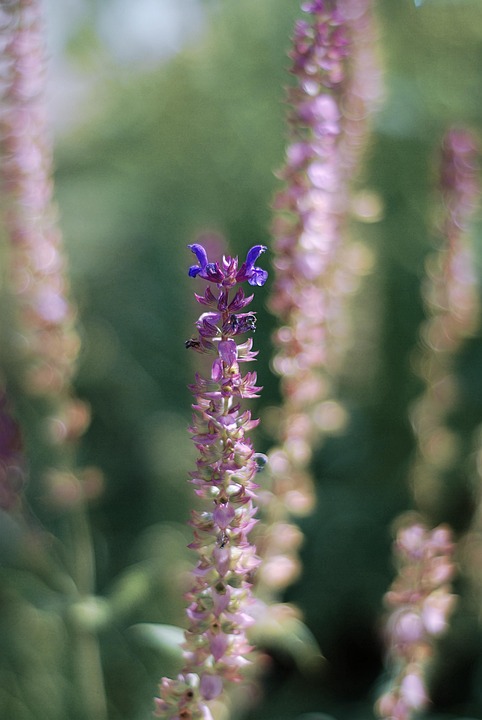 Plantas Flores Bloom - Foto gratis en Pixabay - Pixabay