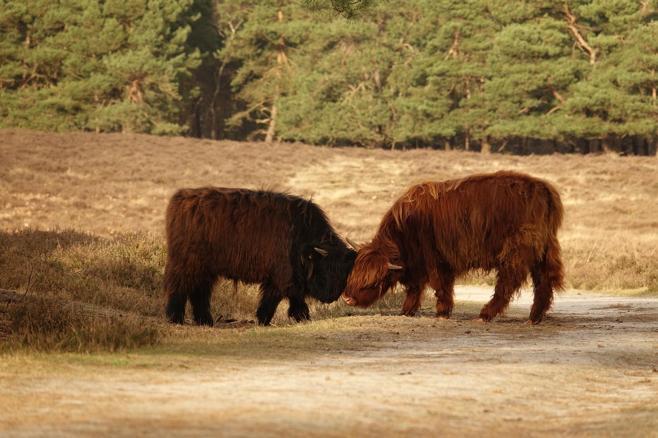 Scottish Highlanders Cows Forest - Free photo on Pixabay - Pixabay