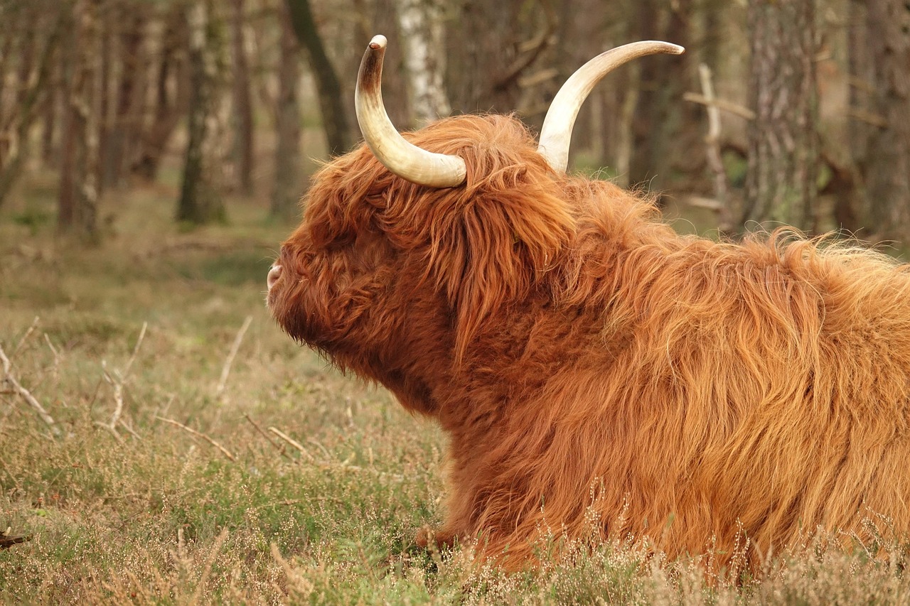 Scottish Highlanders Cow Horns - Free photo on Pixabay
