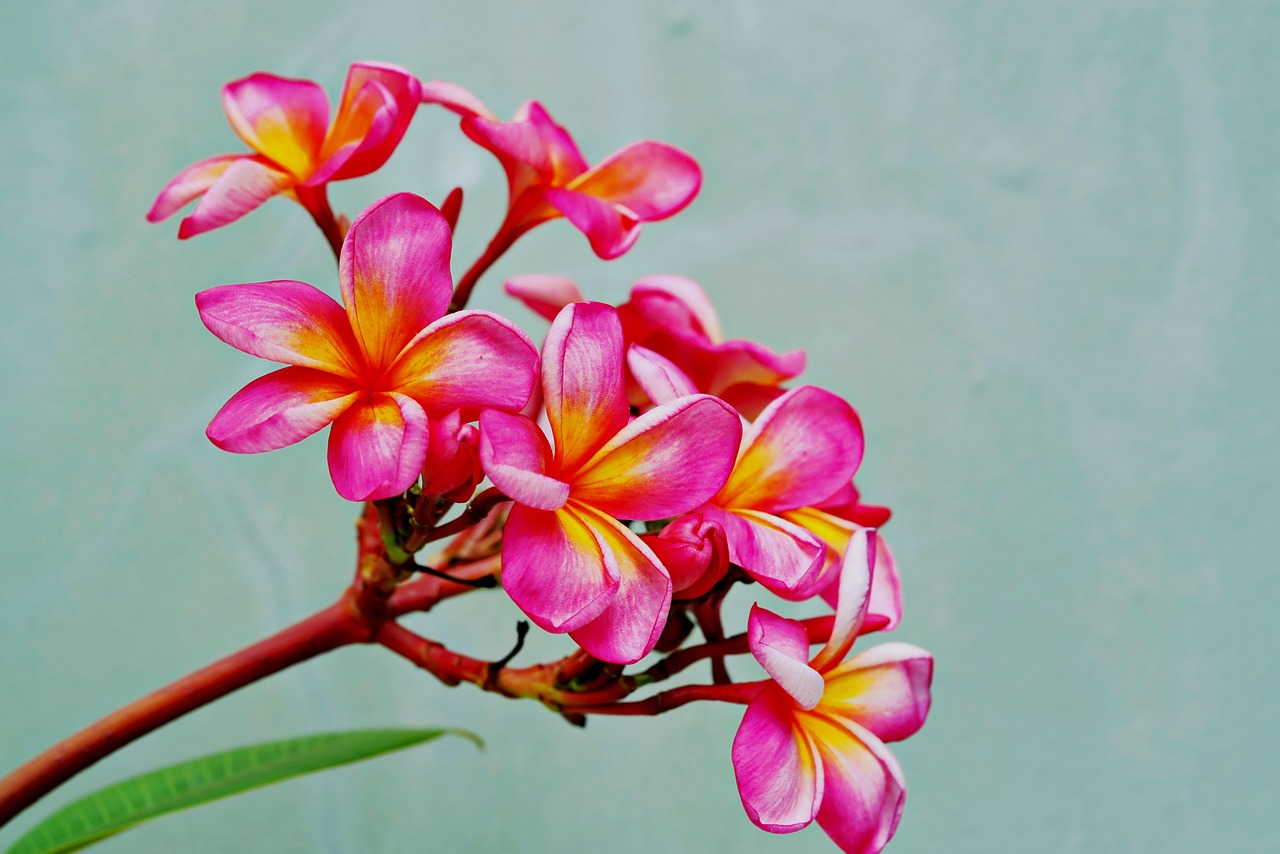 Plumeria Frangipani Pink Flowers - Free photo on Pixabay - Pixabay