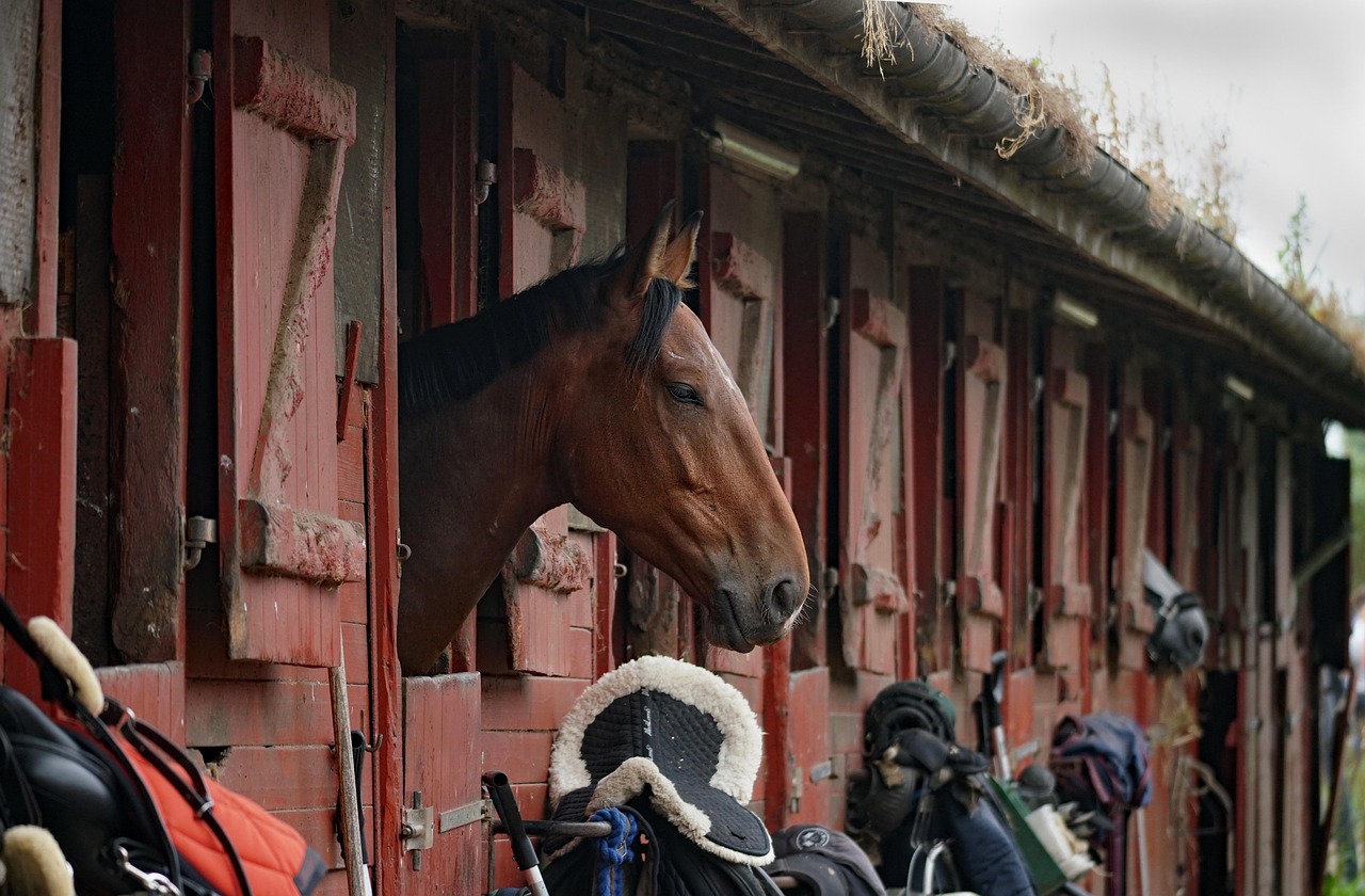 800+ Free Stable & Horse Images - Pixabay