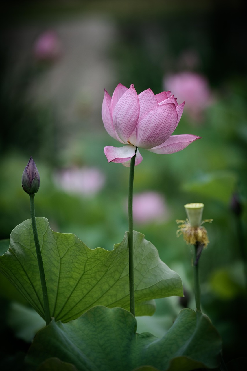 Lotus Flower Pink - Free photo on Pixabay - Pixabay