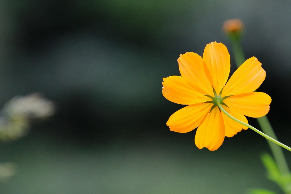 Tickseed Coreopsis Yellow Flower - Free photo on Pixabay