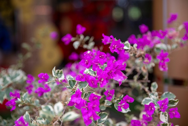 Hoa Giấy Hoah - Kostenloses Foto auf Pixabay - Pixabay
