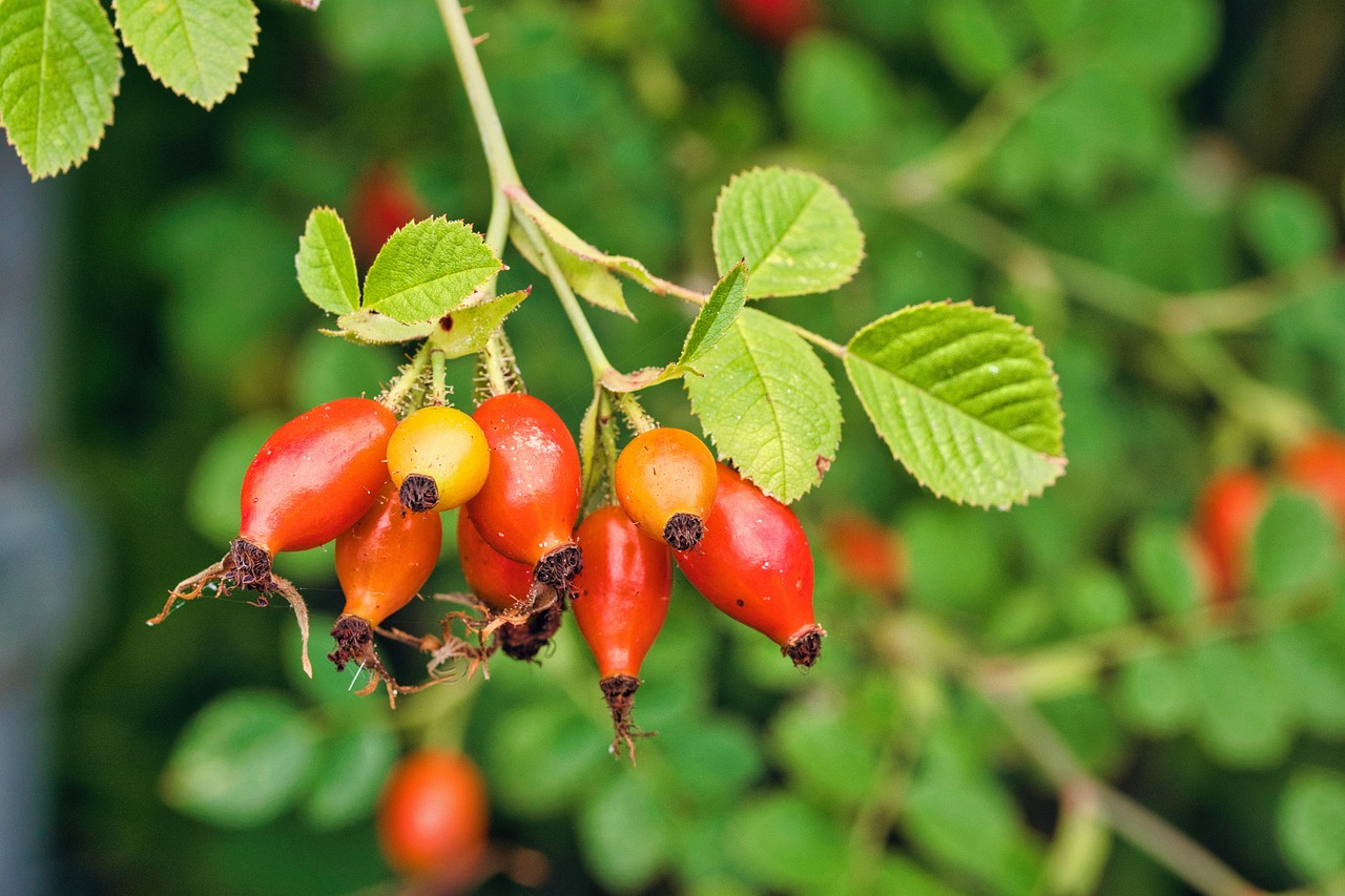 Rose Hips Fruits Haws - Free photo on Pixabay