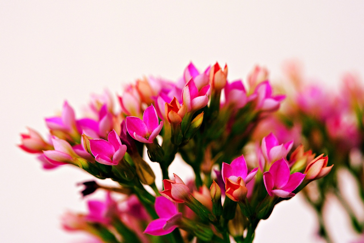 Kalanchoe Widow'S Thrill Pink - Free photo on Pixabay - Pixabay