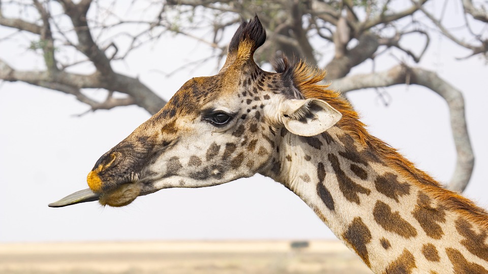 Giraffe Animal Tanzania - Free photo on Pixabay - Pixabay