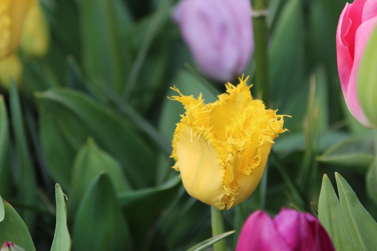 Tulipes Fleur Pétales - Photo gratuite sur Pixabay - Pixabay